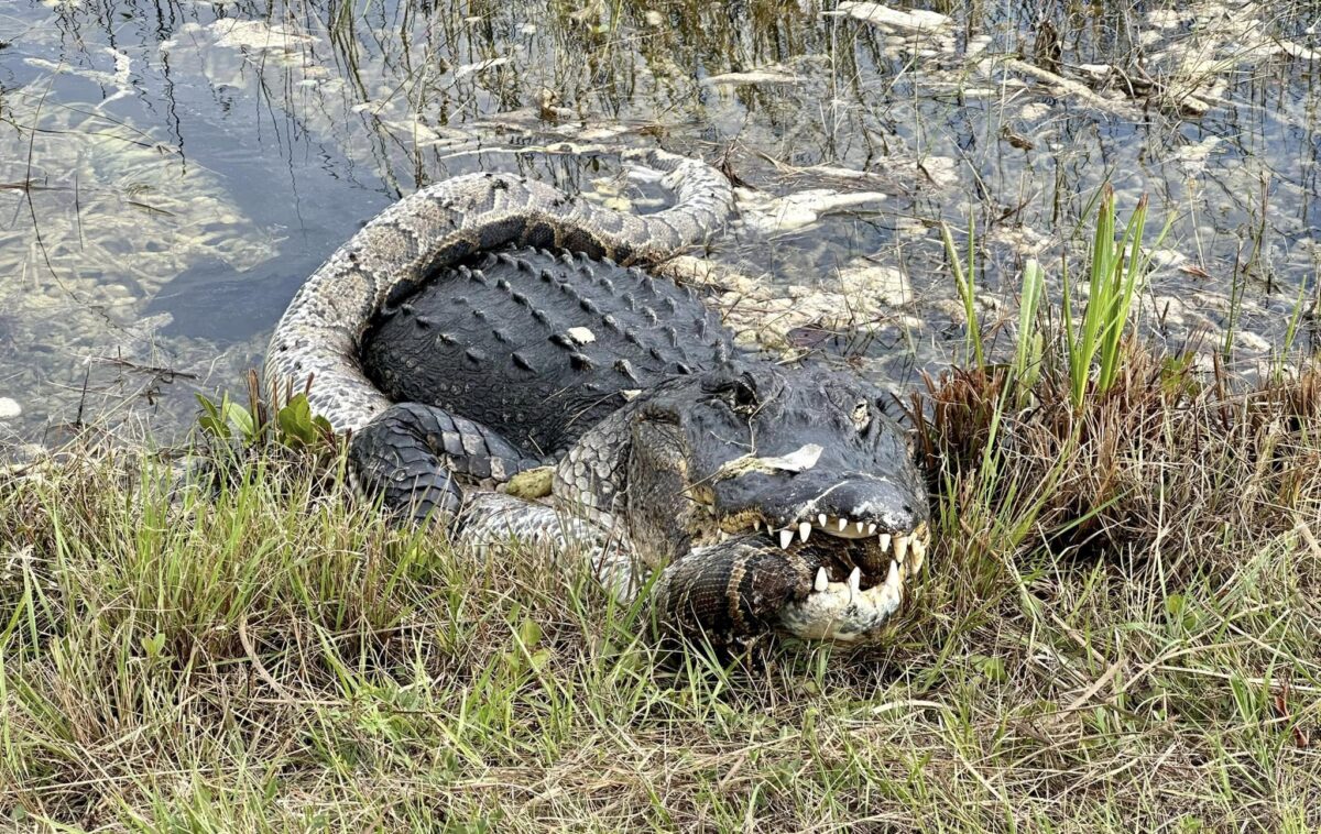 Video Shows Alligator in Florida Everglades Eating Giant Burmese Python